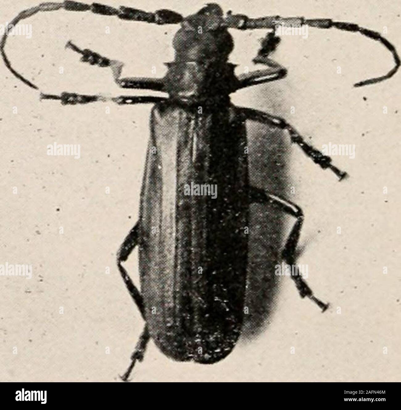 . Introduction to zoology; a guide to the study of animals, for the use ...