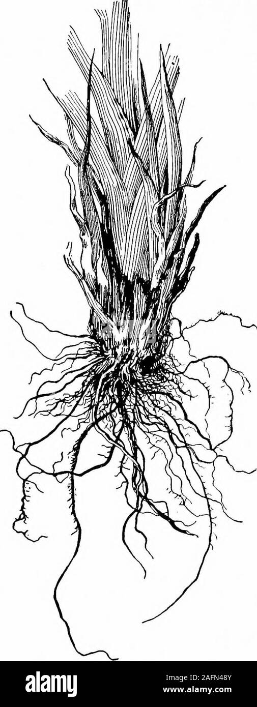 . Lessons with plants. Suggestions for seeing and interpreting some of ...