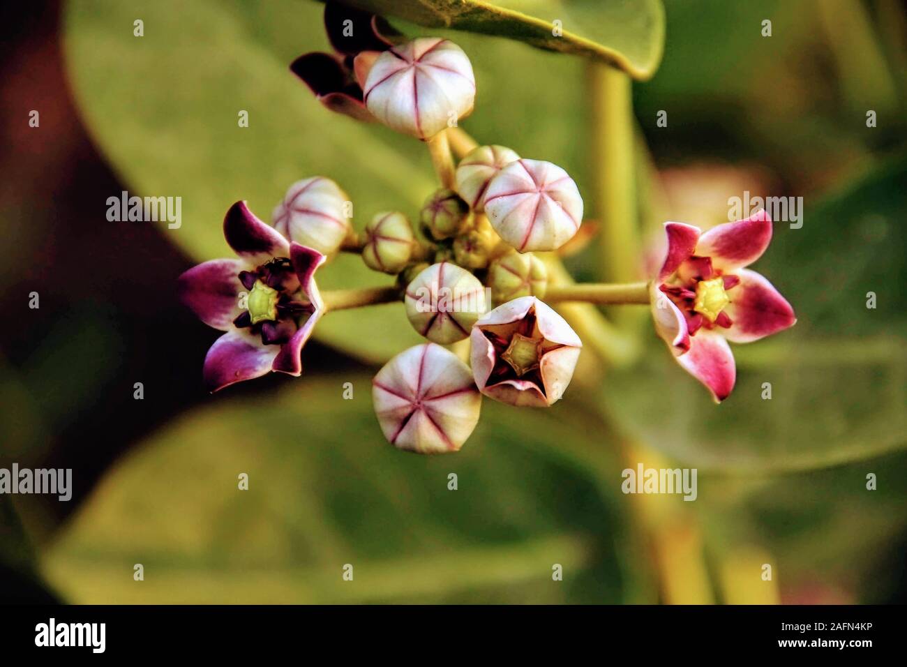 Calotropis gigantea hi-res stock photography and images - Alamy