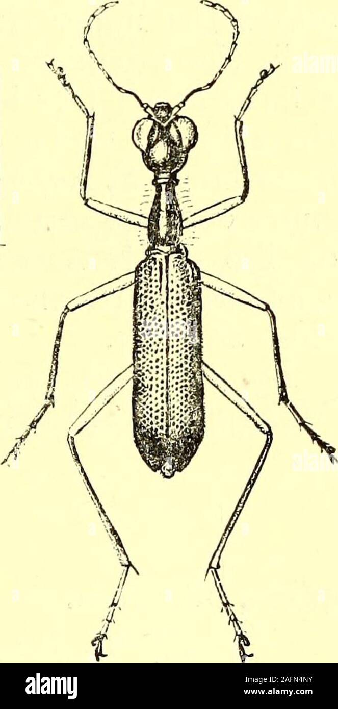 . Coleoptera : general introduction and Cicindelidae and Paussidae ...