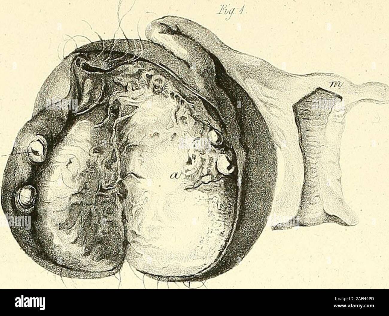 . The principles and practice of obstetric medicine : in a series of ...