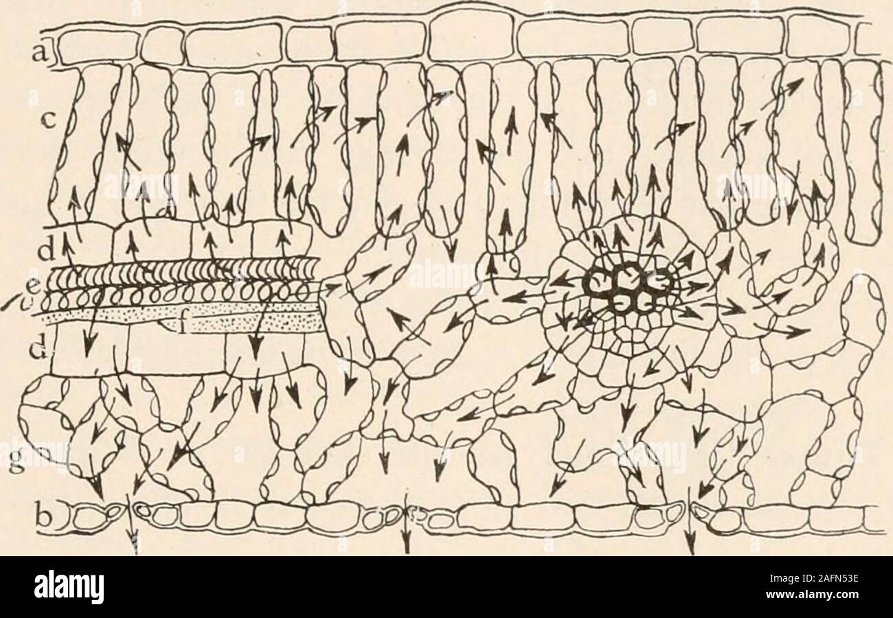 Small netted veins hi-res stock photography and images - Alamy