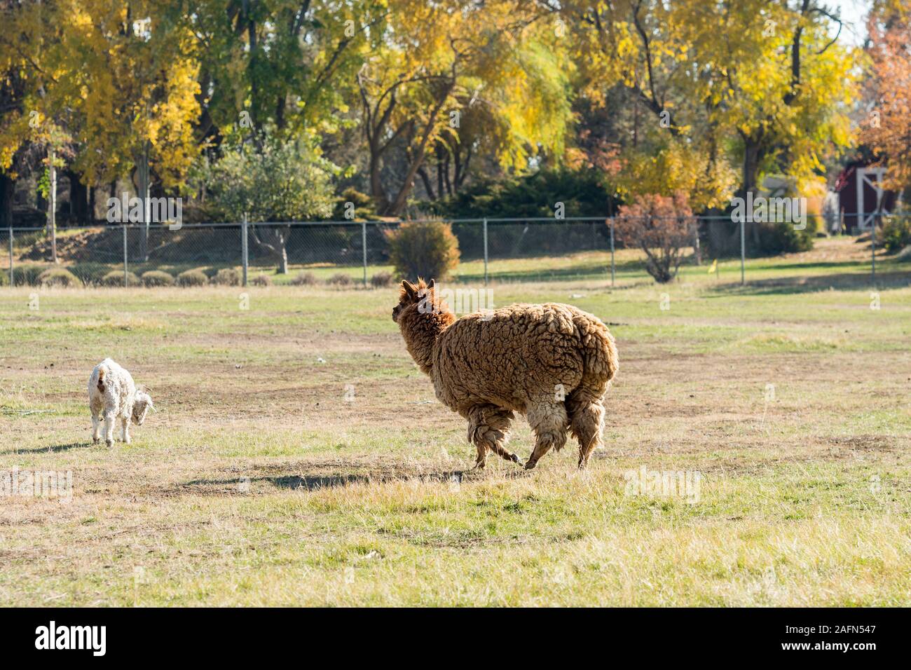Alpaca goat hi-res stock photography and images - Alamy
