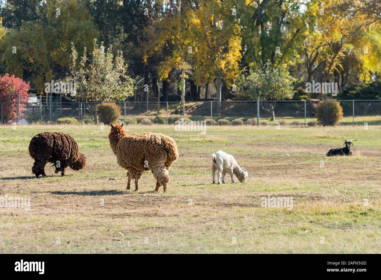 Alpacas full of wool and goats grazing near Terrebonne Stock Photo - Alamy