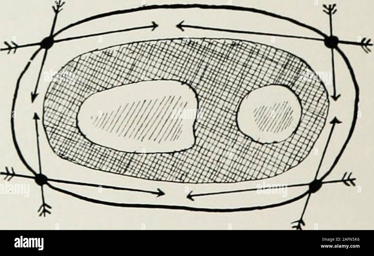. Local and regional anesthesia : with chapters on spinal, epidural ...