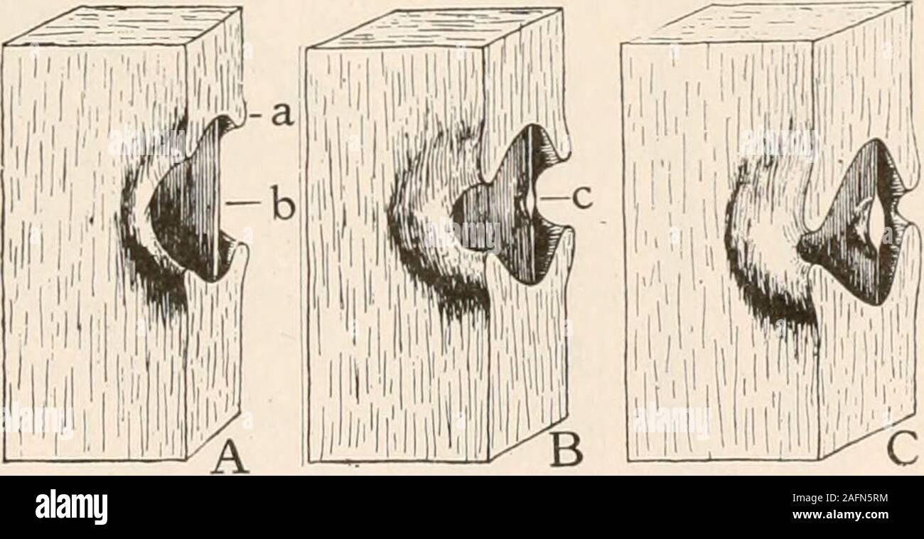 Tracheids hi-res stock photography and images - Alamy
