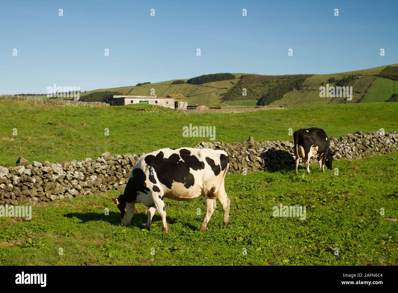Agriculture In The Azores High Resolution Stock Photography and Images ...
