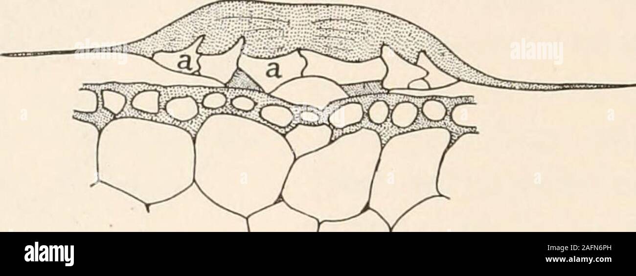 Velamen hi-res stock photography and images - Alamy