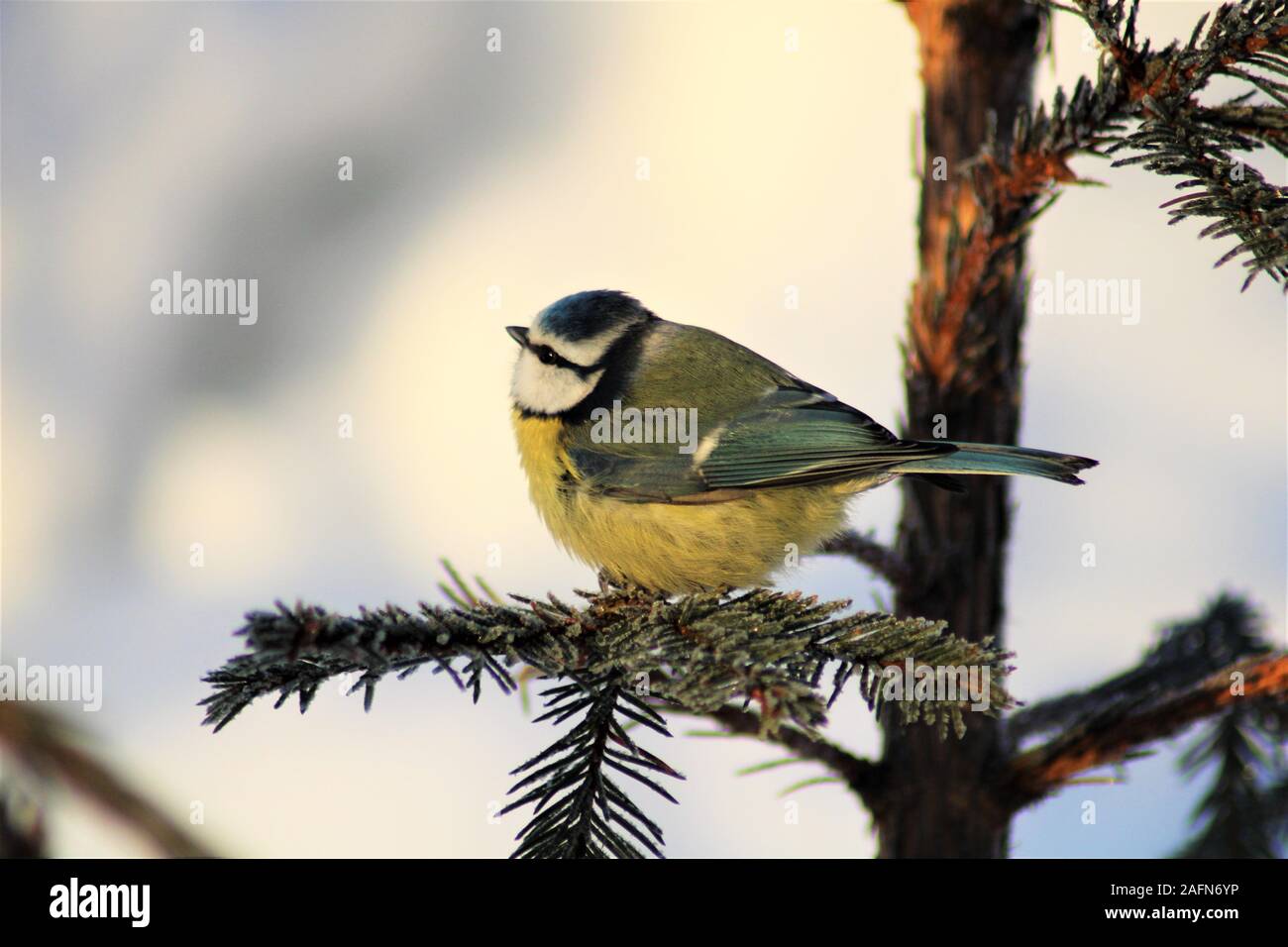 Swedish birds at winter Stock Photo - Alamy