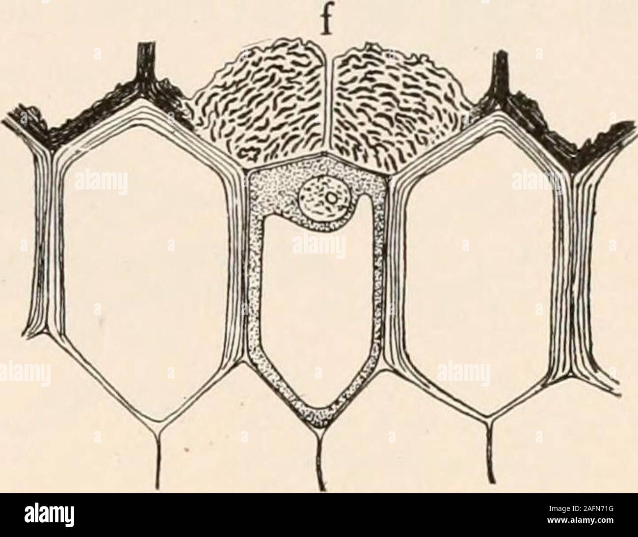 Exodermis hi-res stock photography and images - Alamy