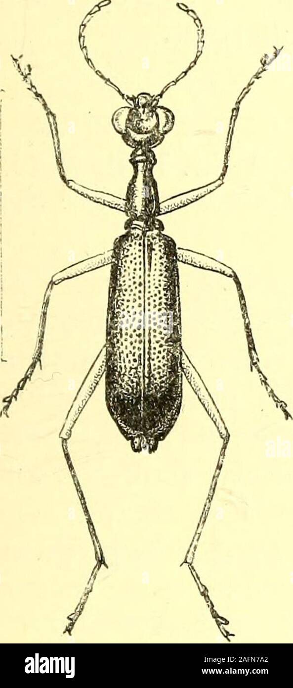 . Coleoptera : general introduction and Cicindelidae and Paussidae. ed ...