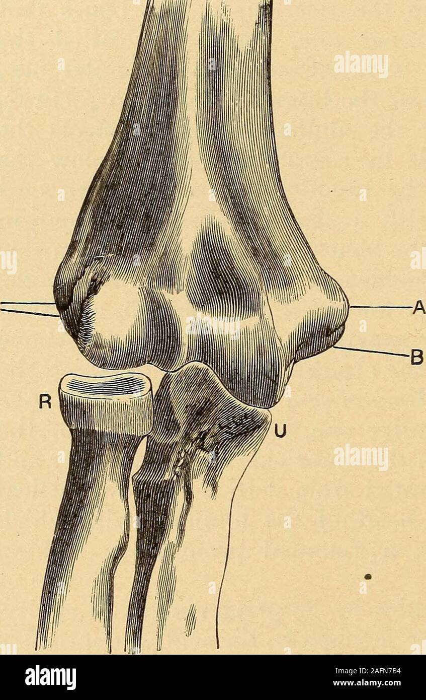 Annular ligament of radius hi-res stock photography and images - Alamy