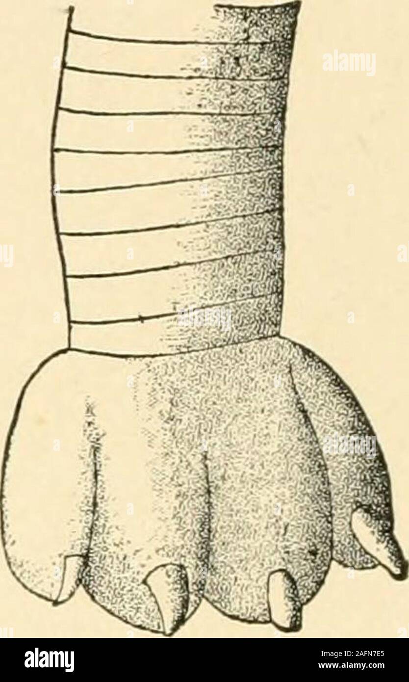 . Diseases of the dog and their treatment. Fig. 106.—Pitch plaster put ...