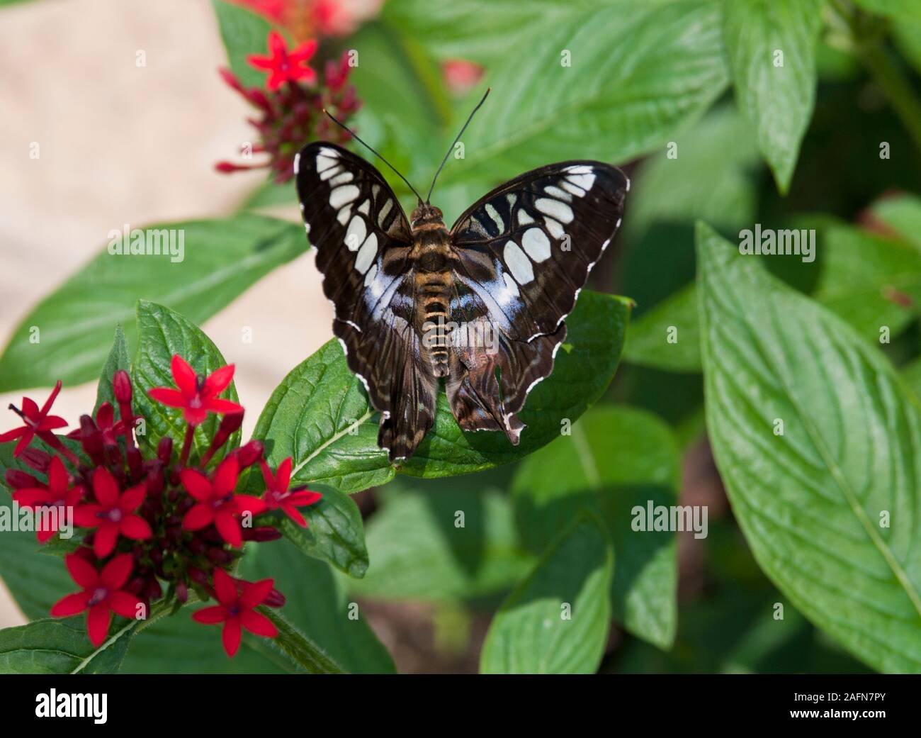 St. Paul, Minnesota. Como park Butterfly Garden. Malaysian Blue Clipper ...