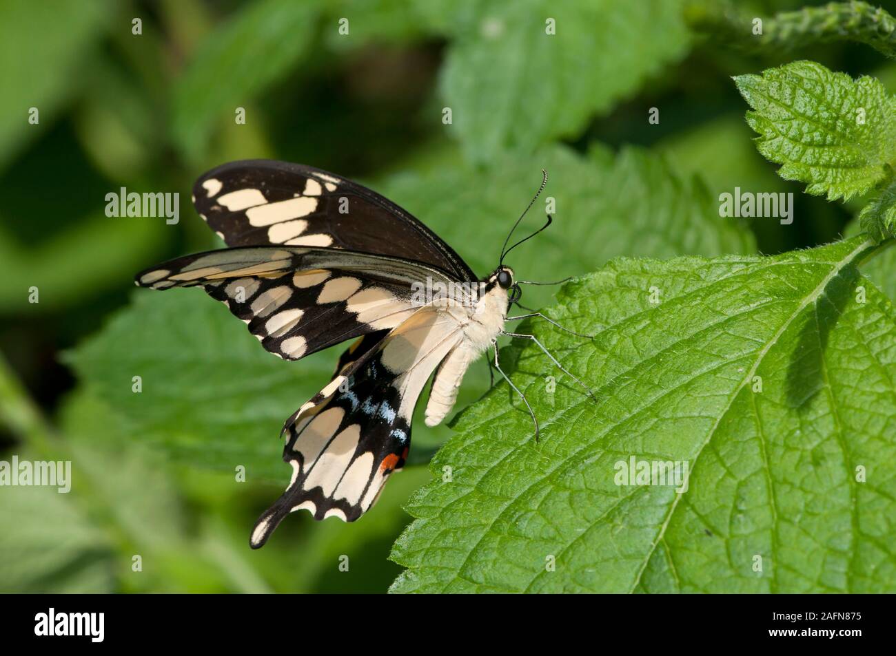 St. Paul, Minnesota. Butterfly Garden. Giant swallowtail butterfly ...