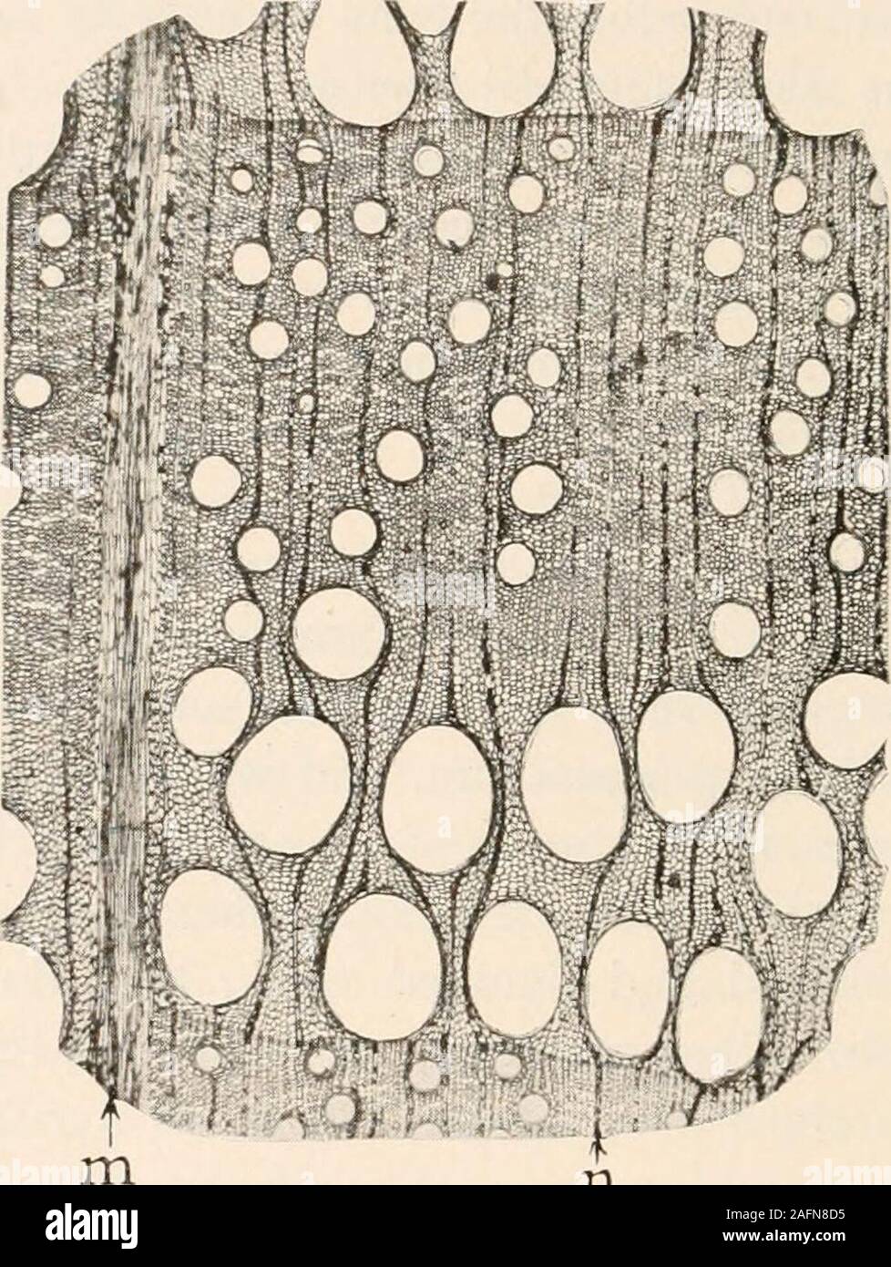 Xylem fibers hi-res stock photography and images - Alamy