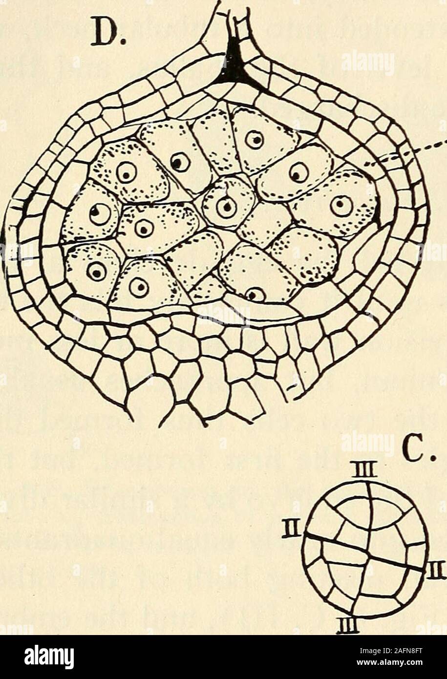 Inner Cell Mass High Resolution Stock Photography and Images - Alamy
