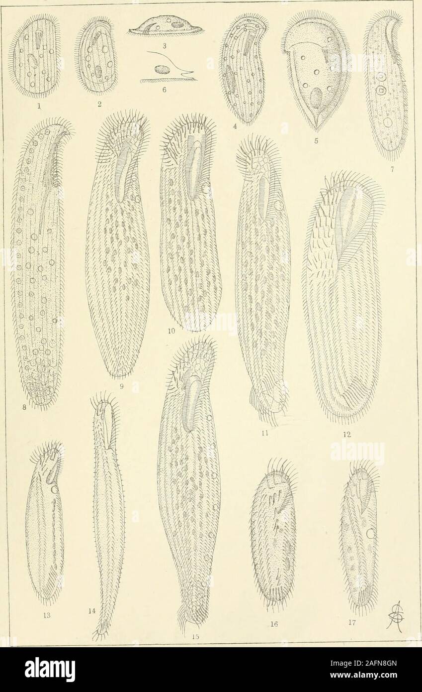 Hymenophora hi-res stock photography and images - Alamy