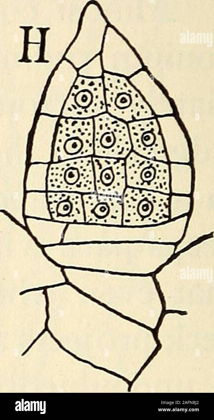 . The structure and development of mosses and ferns (Archegoniatae ...