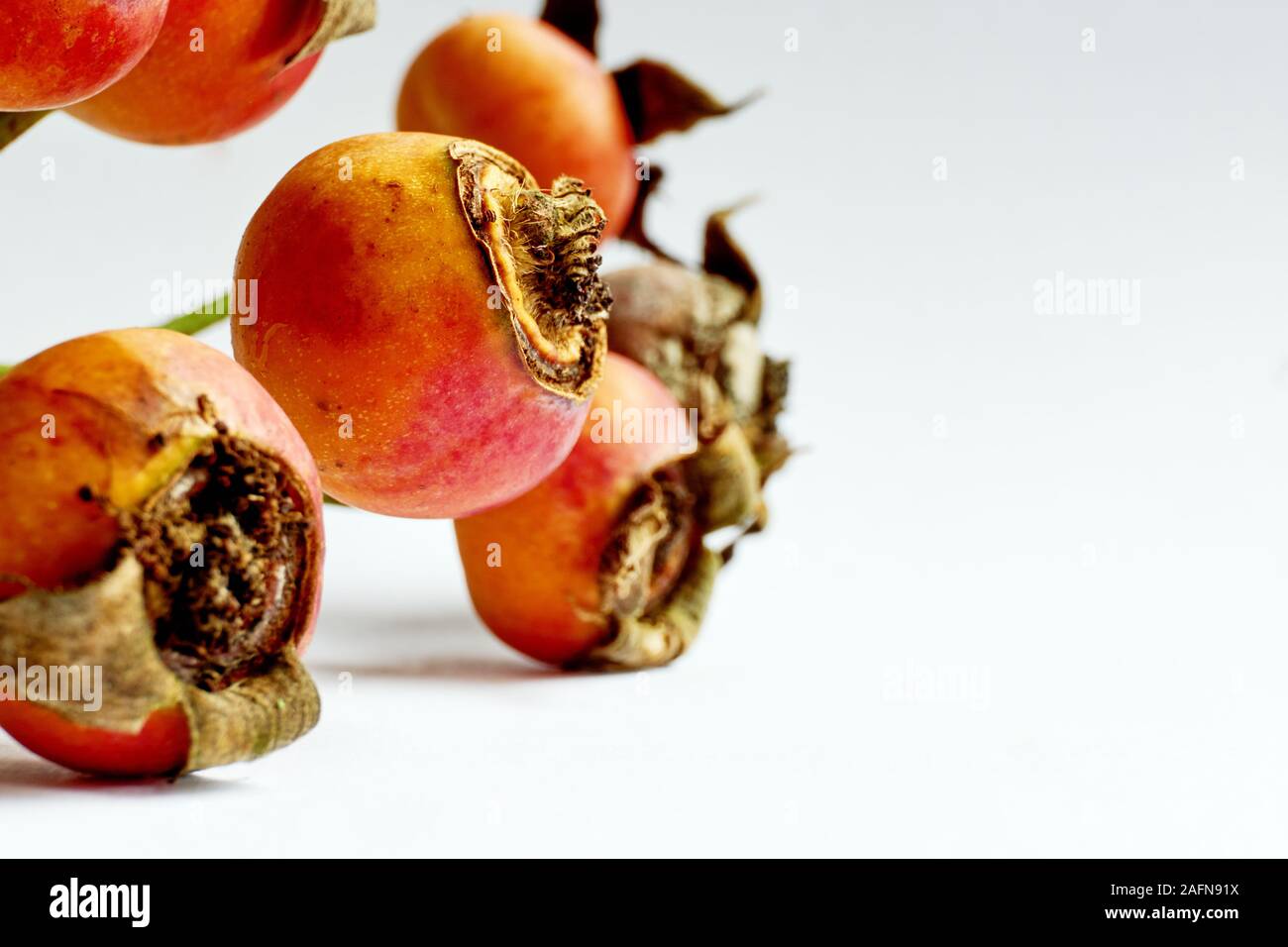 Close-up of dry orange red organic winter rose hips against a white ...