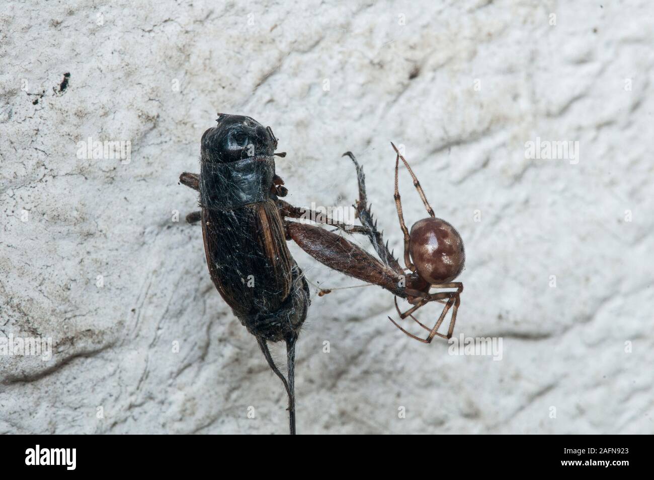 Vadnais Heights, Minnesota. Triangulate cobweb spider, " Steatoda ...