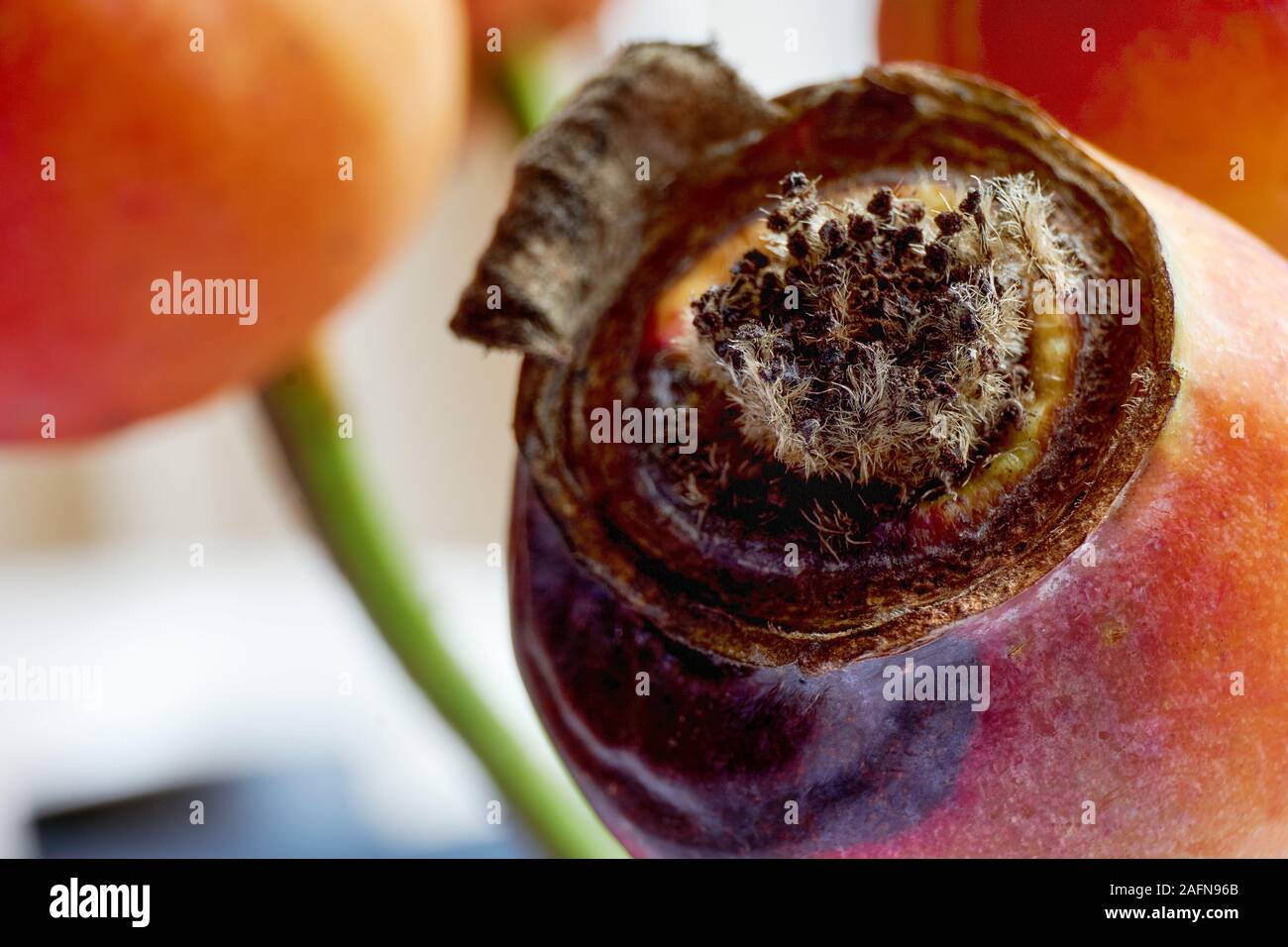 Death rose seeds hi-res stock photography and images - Alamy
