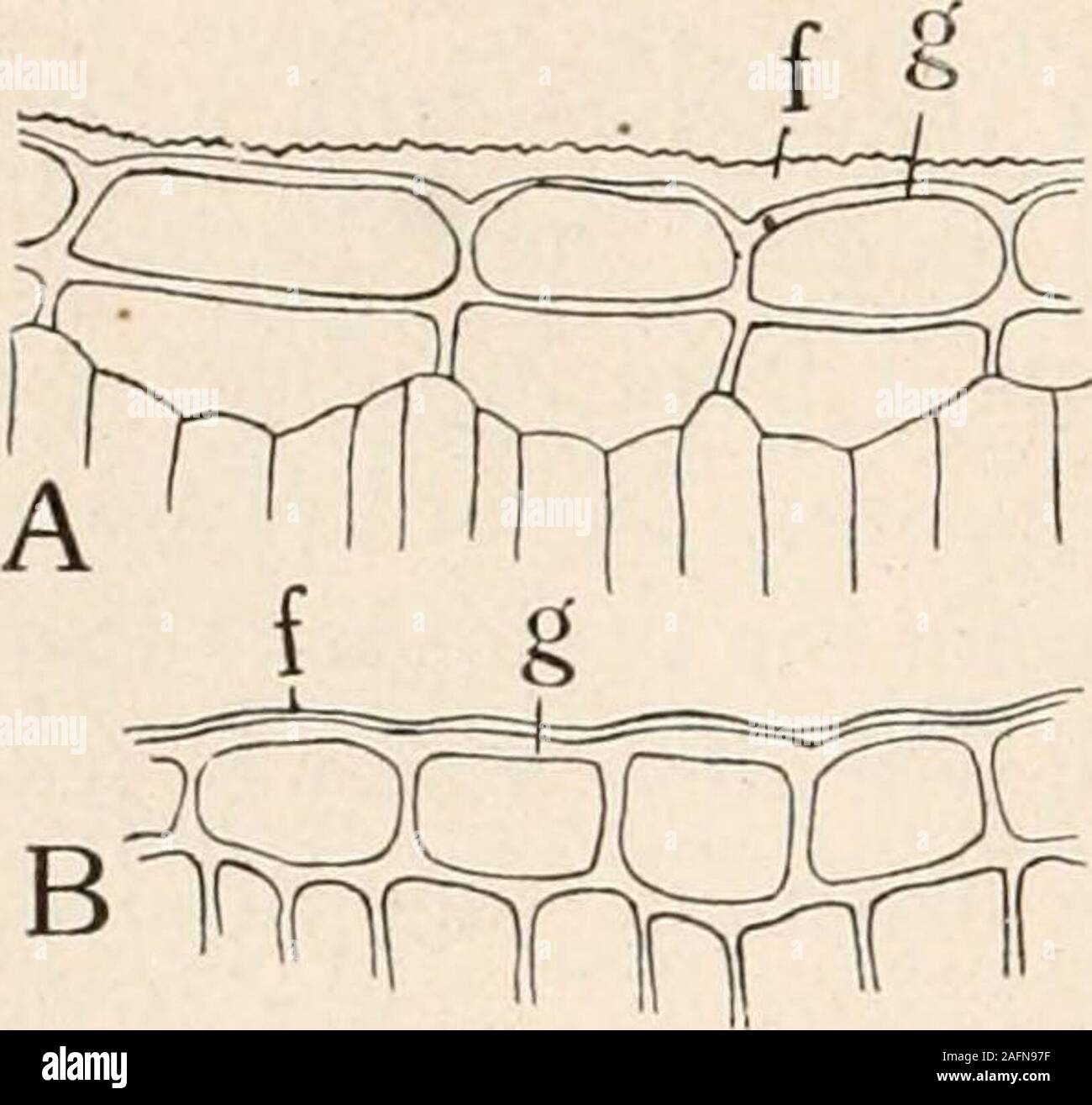 . Plant anatomy from the standpoint of the development and functions of ...