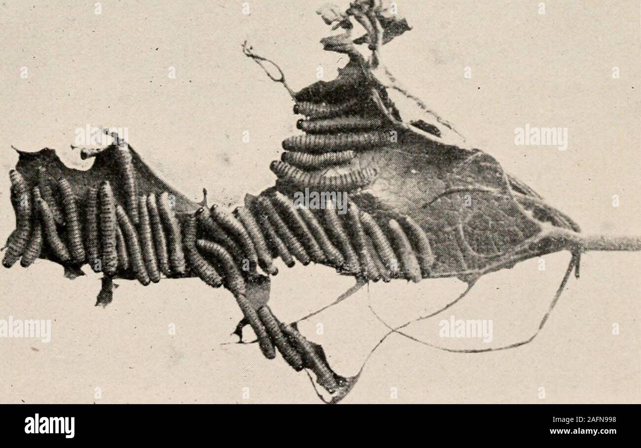 . Introduction to zoology; a guide to the study of animals, for the use ...