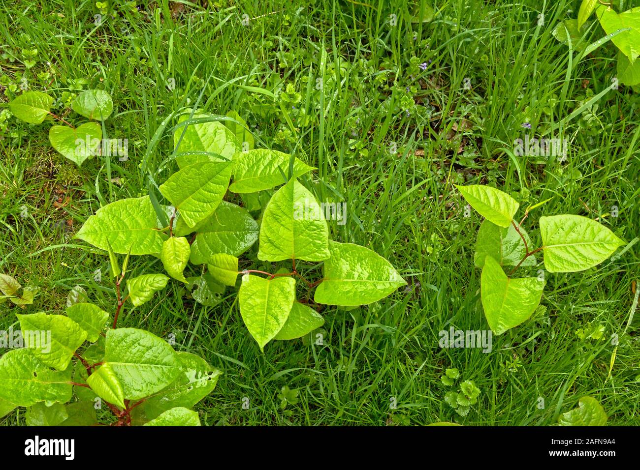 Is Japanese Knotweed An Invasive Species at Donald Baldwin blog