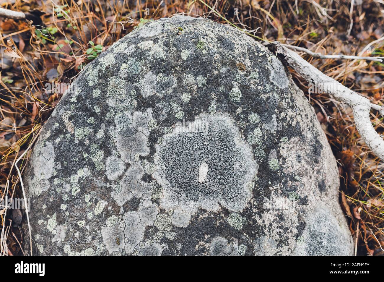 Arctic lichens. Rock surface with lichen and moss texture. Nature ...
