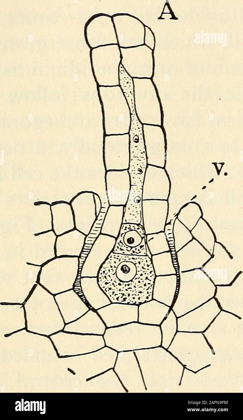 Moss Archegonial Head