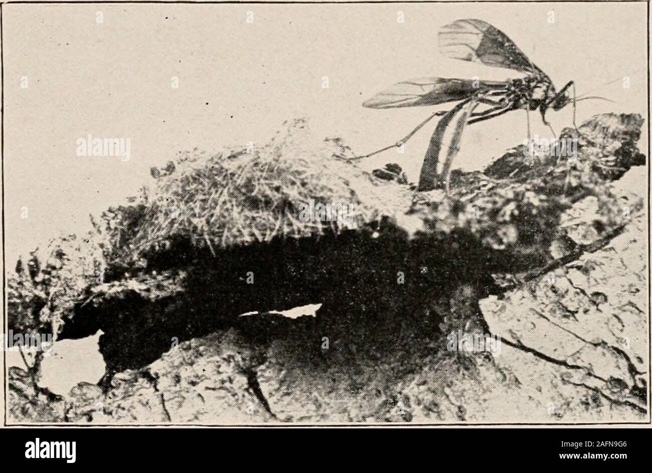 Living embryo in egg hi-res stock photography and images - Alamy