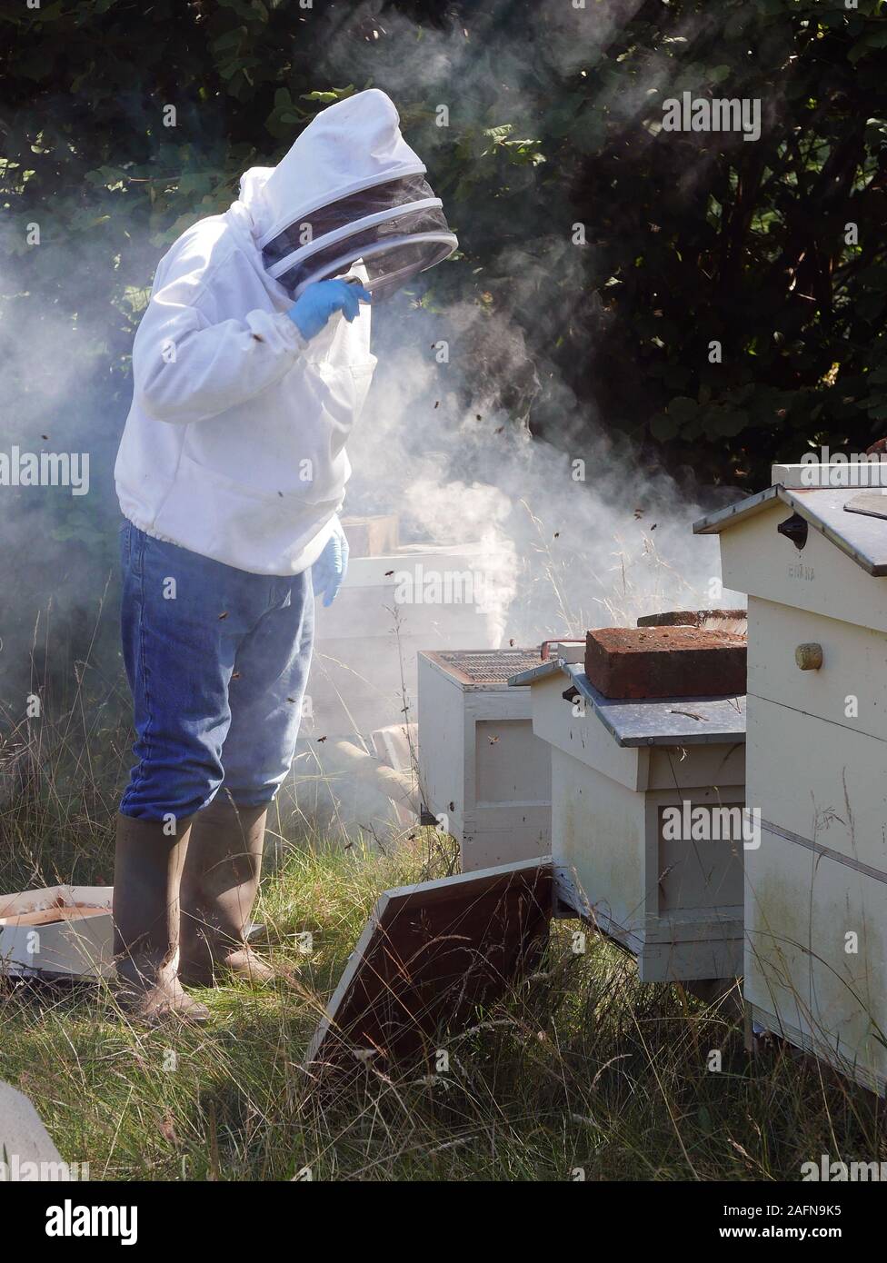 A bee keeper wearing a bee suit with fencing vail working on a hive ...
