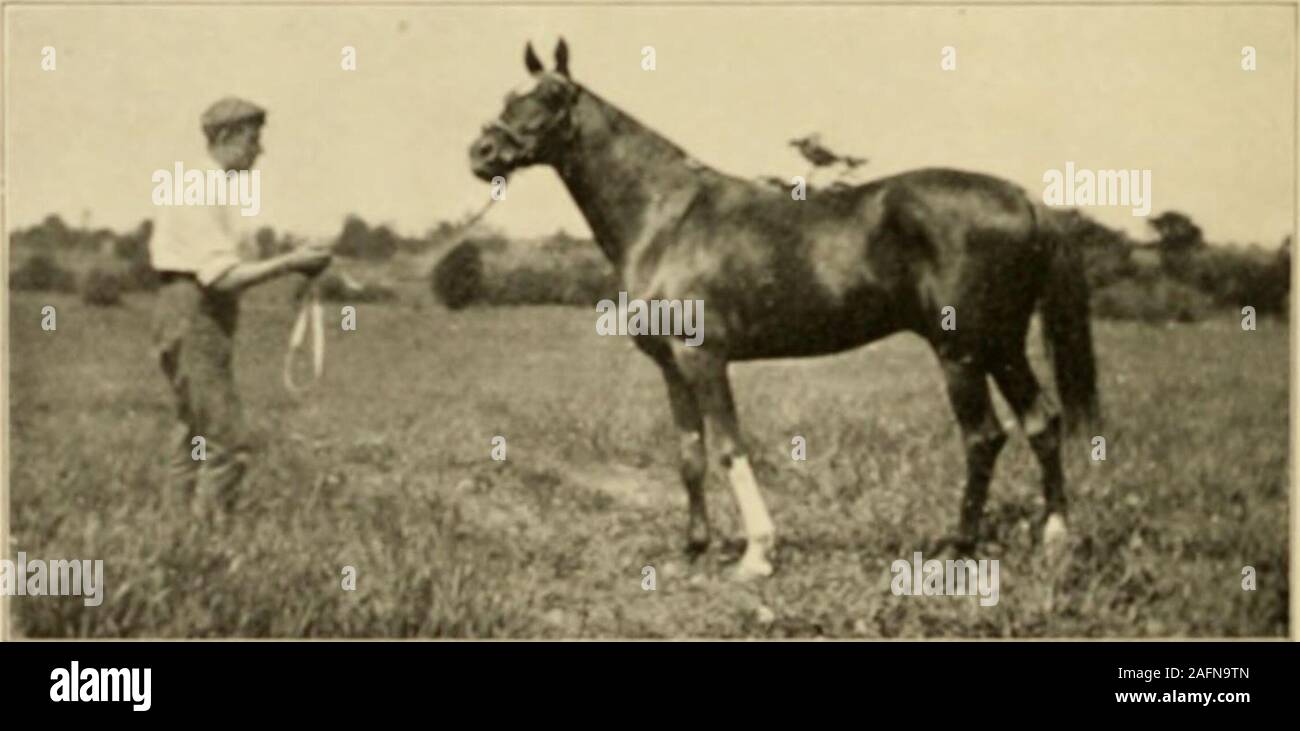 Cayuse pony hi-res stock photography and images - Alamy