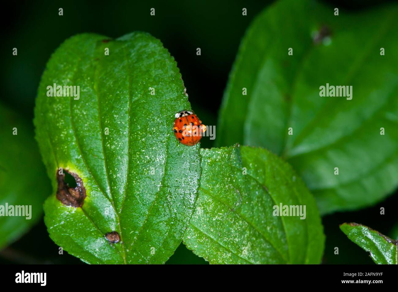 Multicolored asian lady beetle hi-res stock photography and images - Alamy