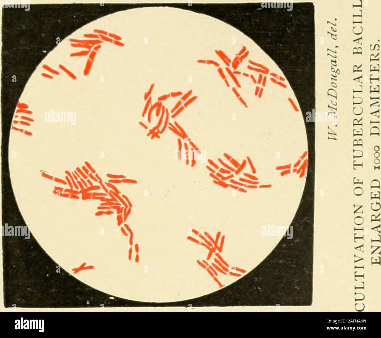 . Diseases of the dog and their treatment. idences of tuberculosis ...