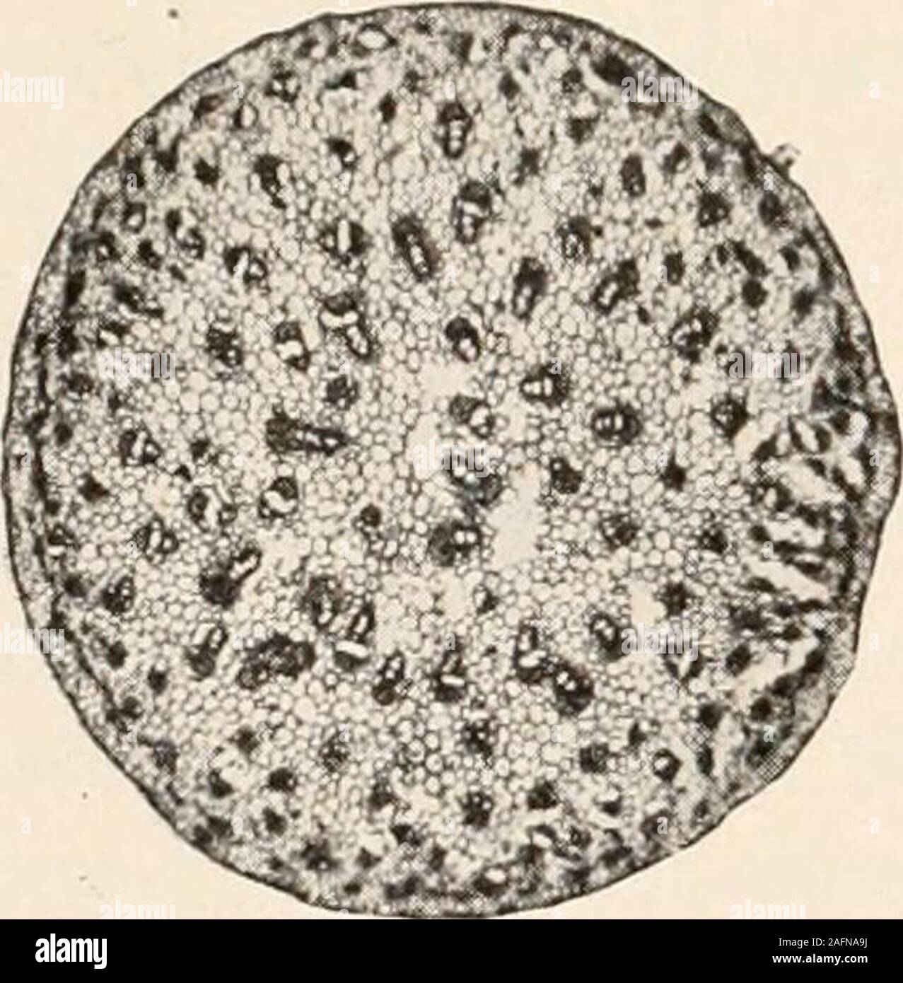 Plant Ground Tissue