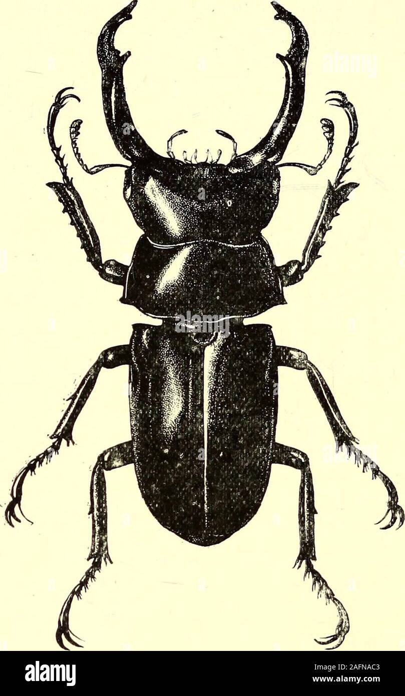 . Coleoptera : general introduction and Cicindelidae and Paussidae. e ...