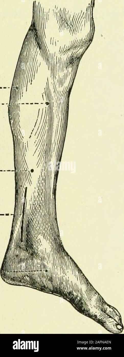 M extensor hallucis longus hi-res stock photography and images - Alamy