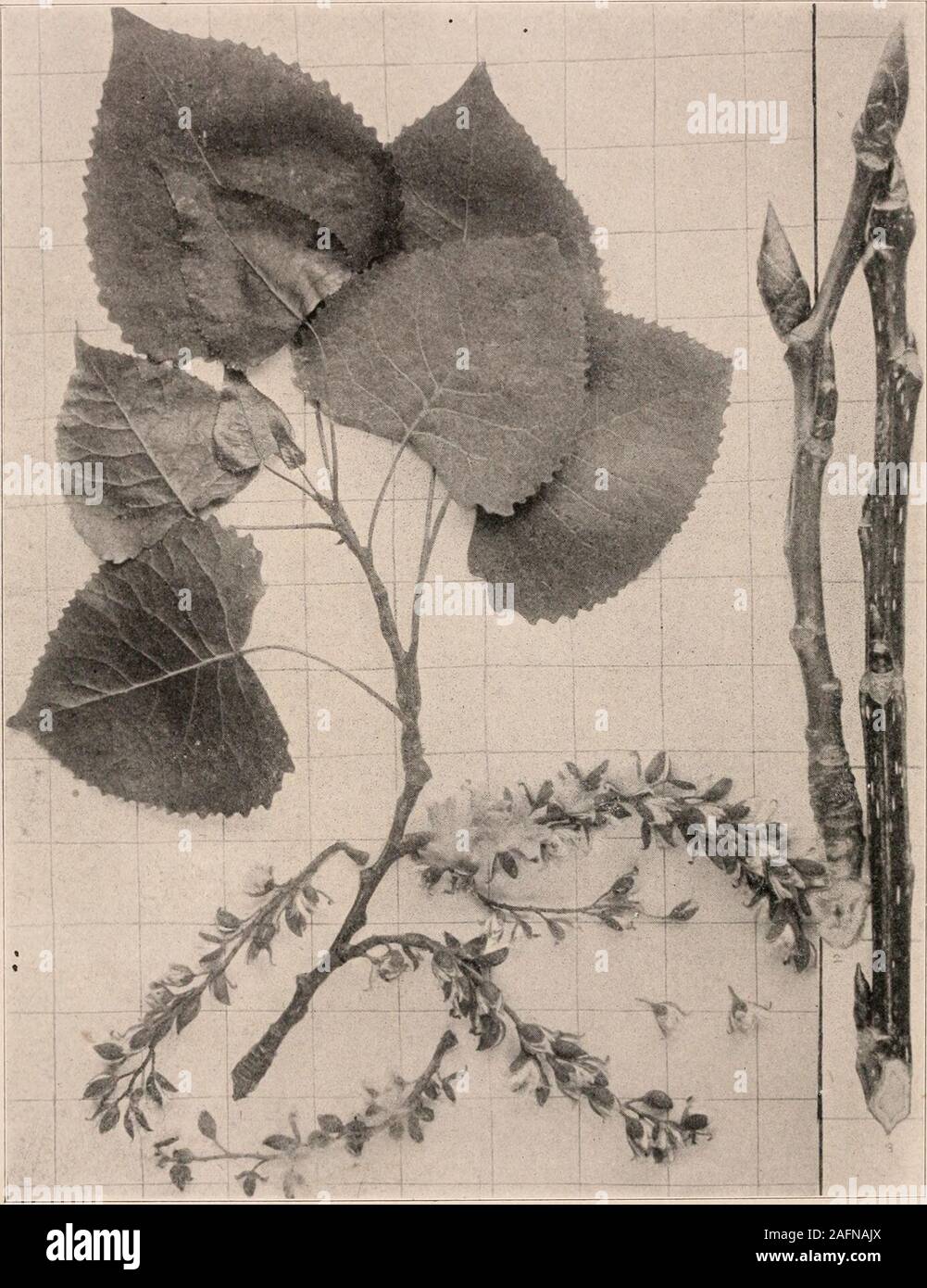 Terminal leaf structure hi-res stock photography and images - Alamy