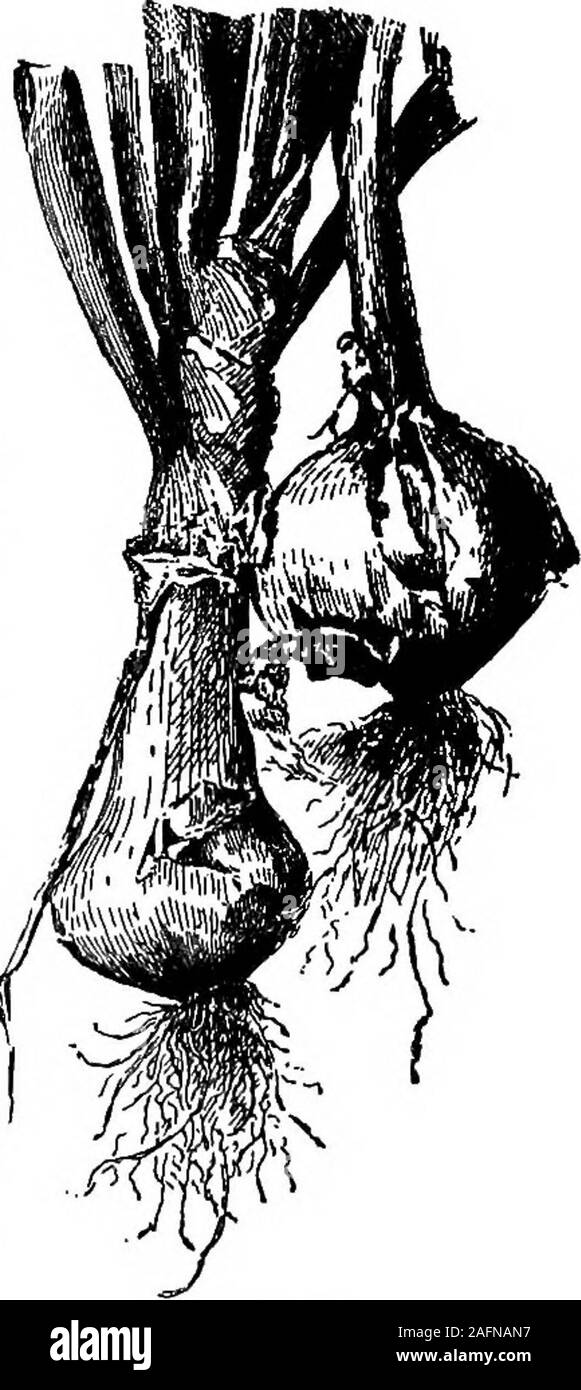 Bulblets Cut Out Stock Images & Pictures - Alamy