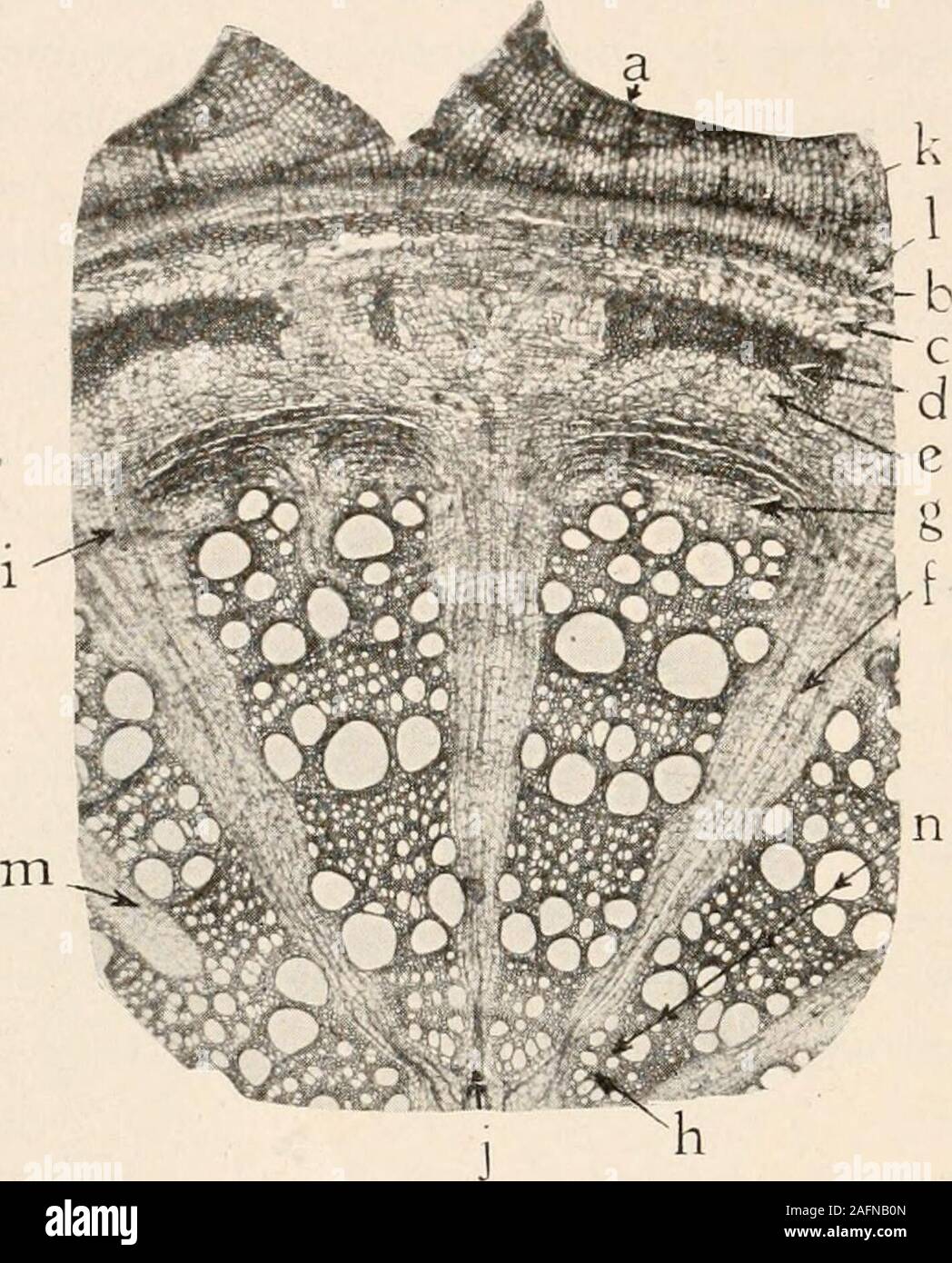 Xylem and phloem tissues hi-res stock photography and images - Alamy