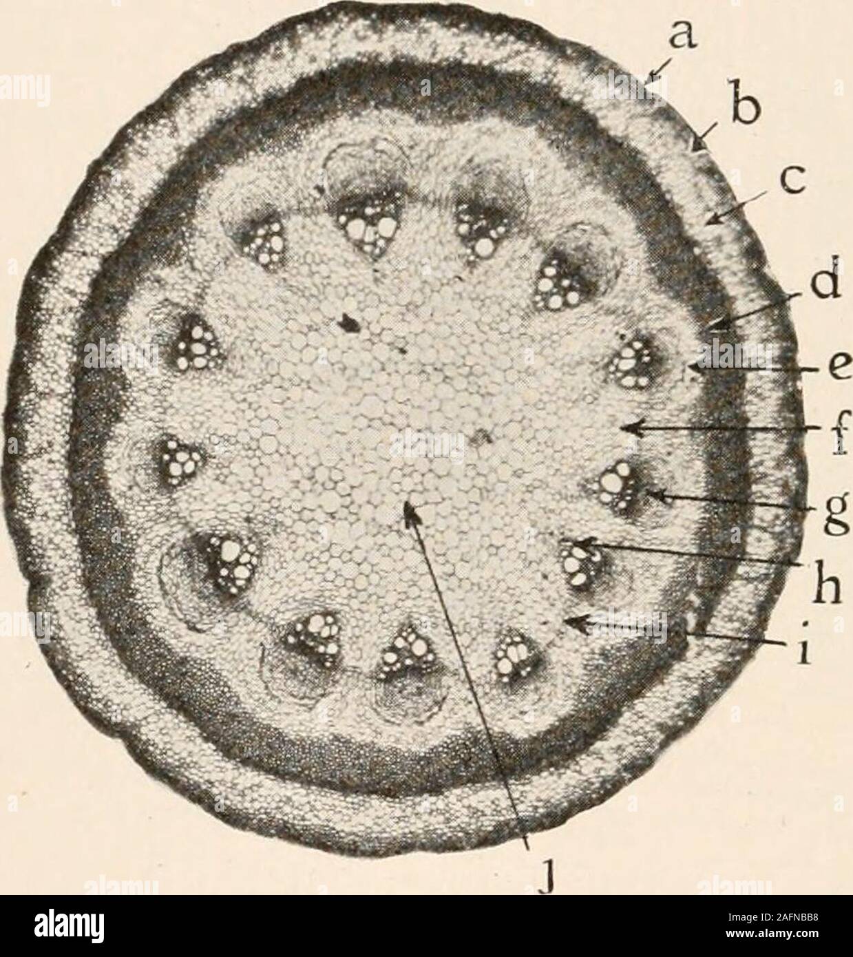 Xylem and phloem tissues hi-res stock photography and images - Alamy