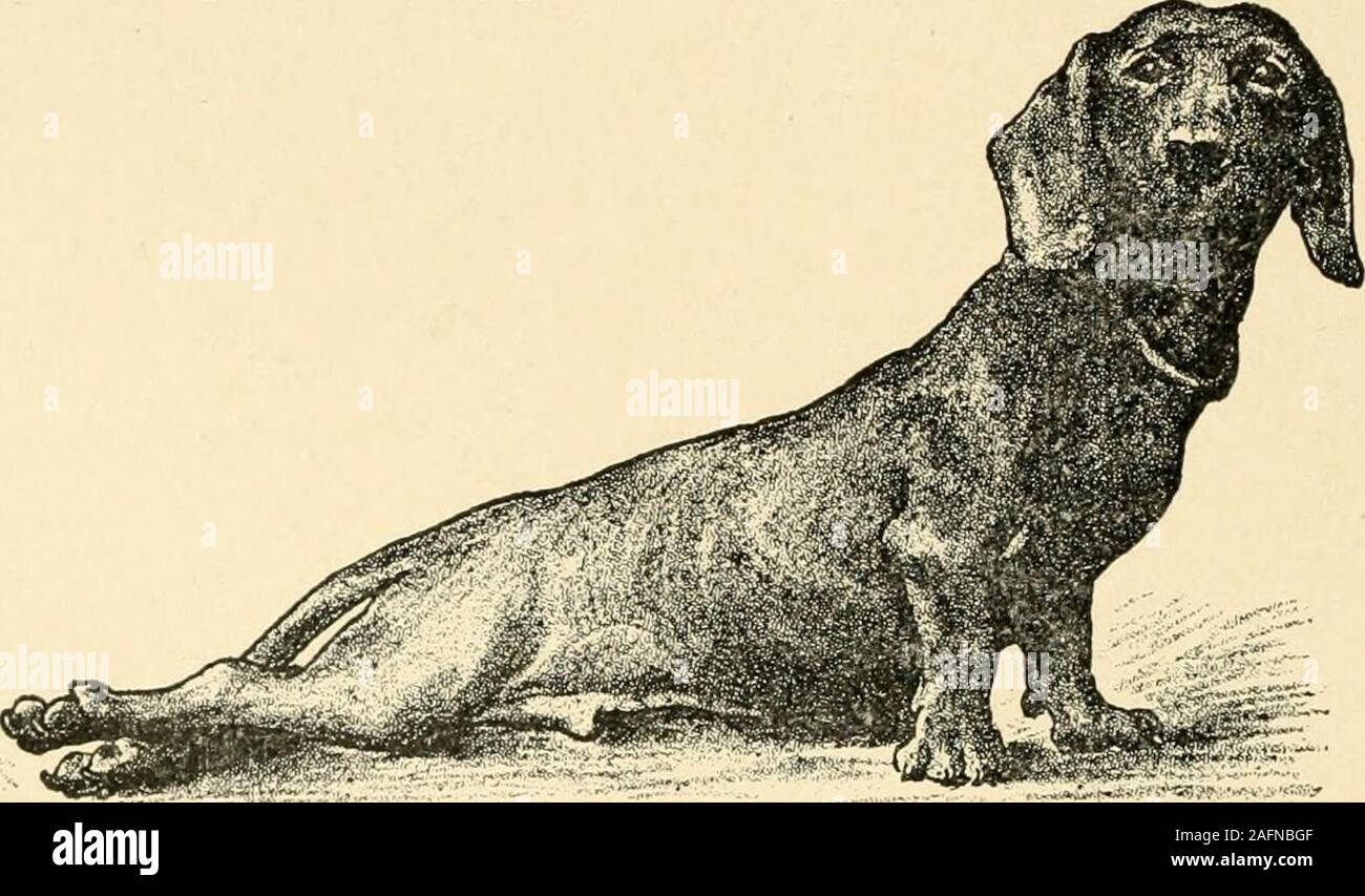 Pyaemia High Resolution Stock Photography and Images - Alamy