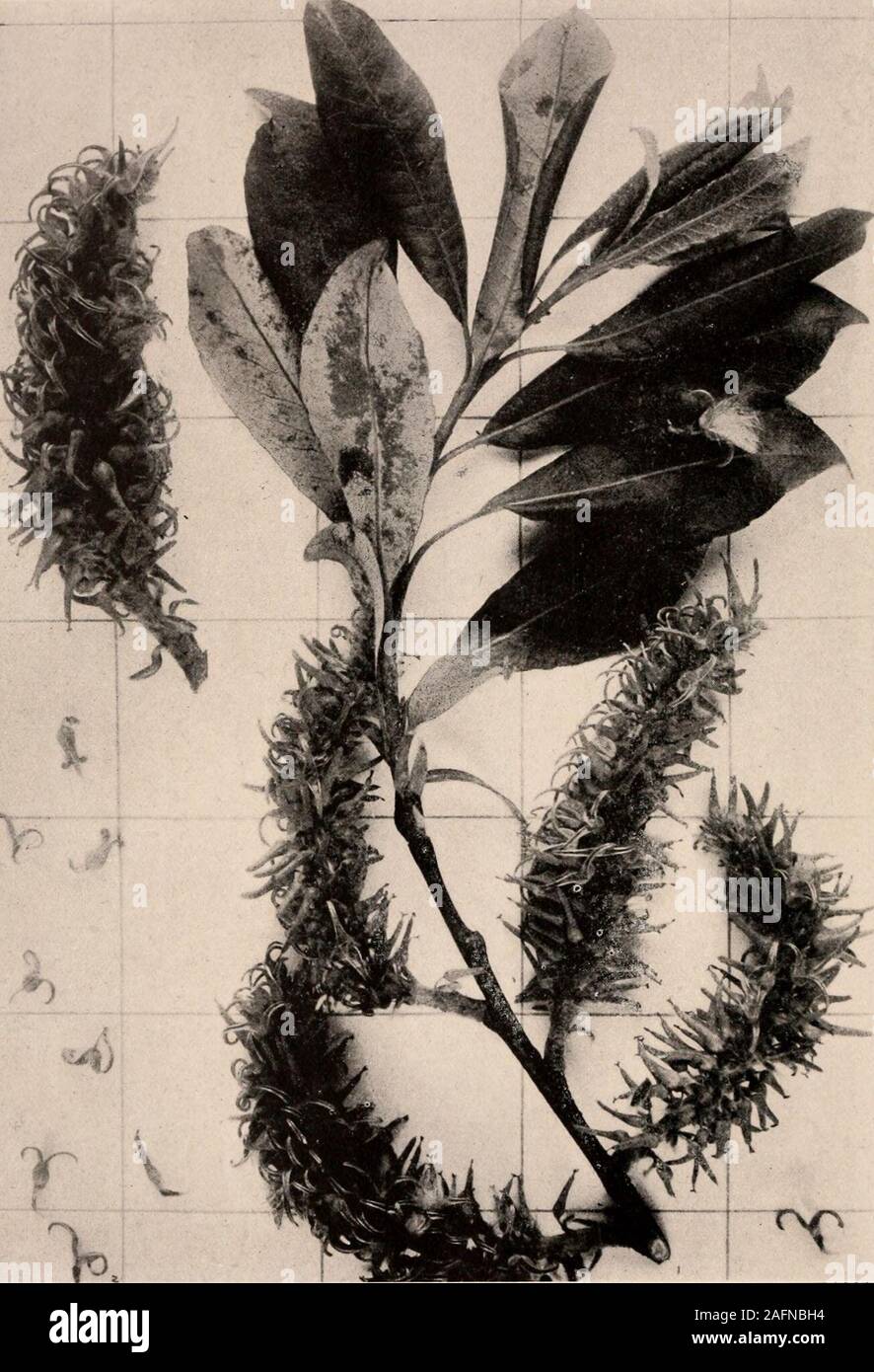 Salix discolor hi-res stock photography and images - Alamy