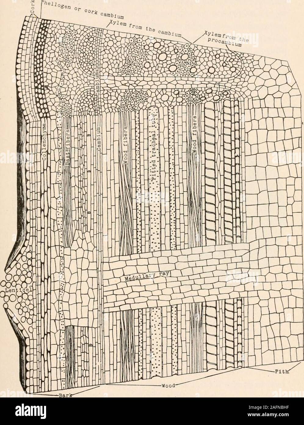 . Plant anatomy from the standpoint of the development and functions of ...