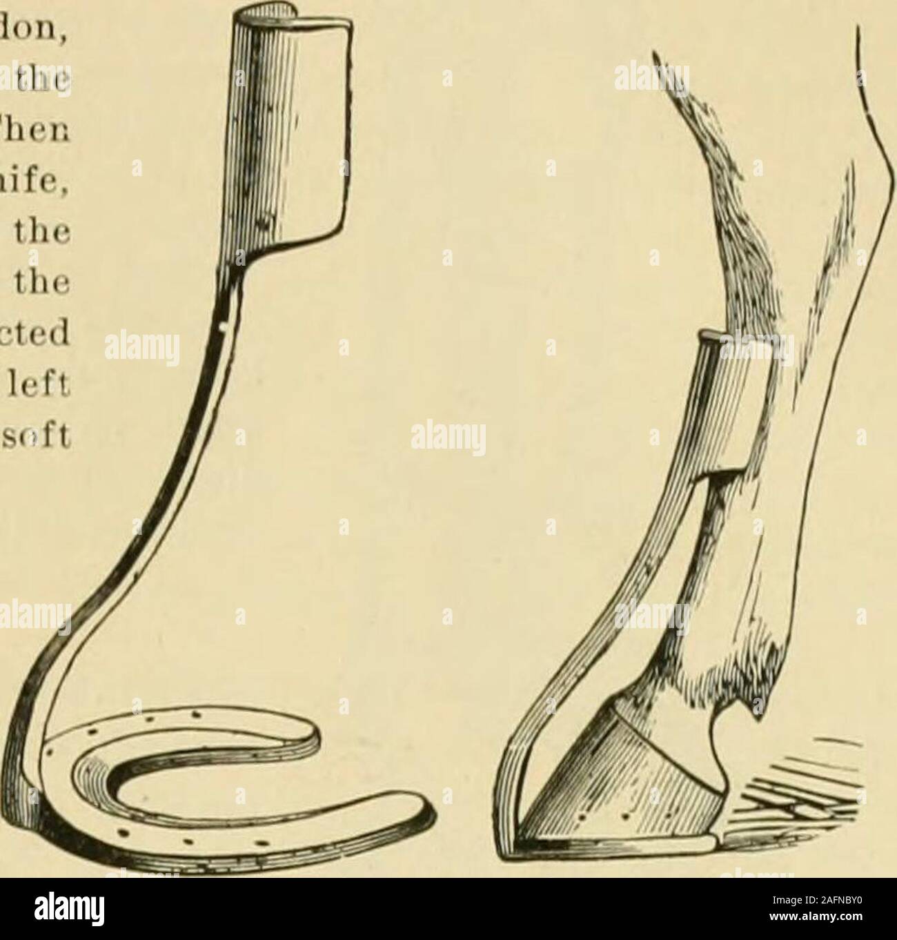 . The standard horse book, comprising the taming, controlling and ...