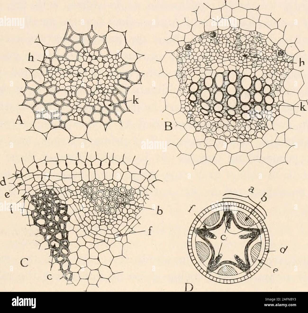 . Plant anatomy from the standpoint of the development and functions of ...