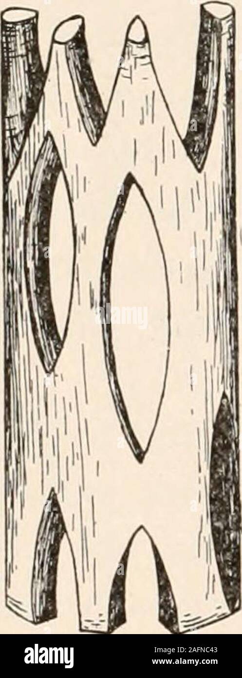 . Plant anatomy from the standpoint of the development and functions of ...