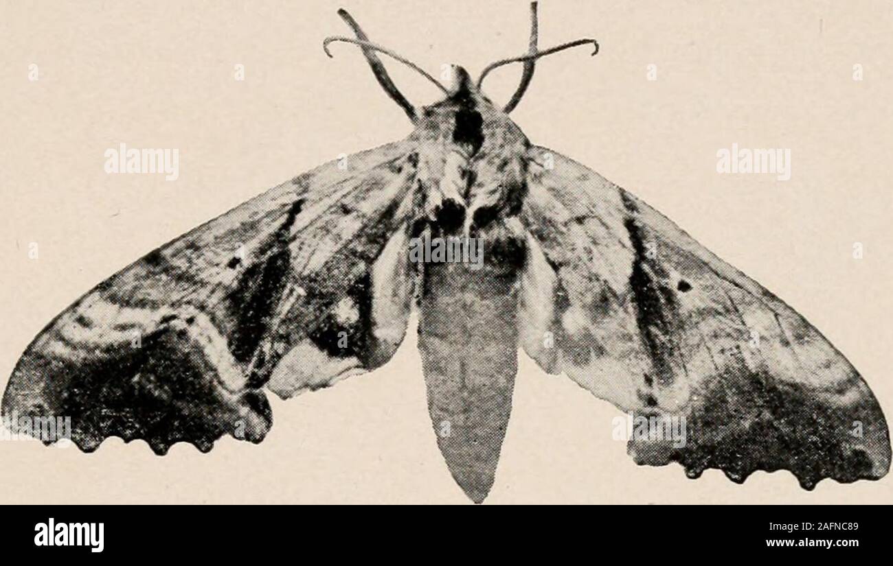 Types of hawk hi-res stock photography and images - Alamy